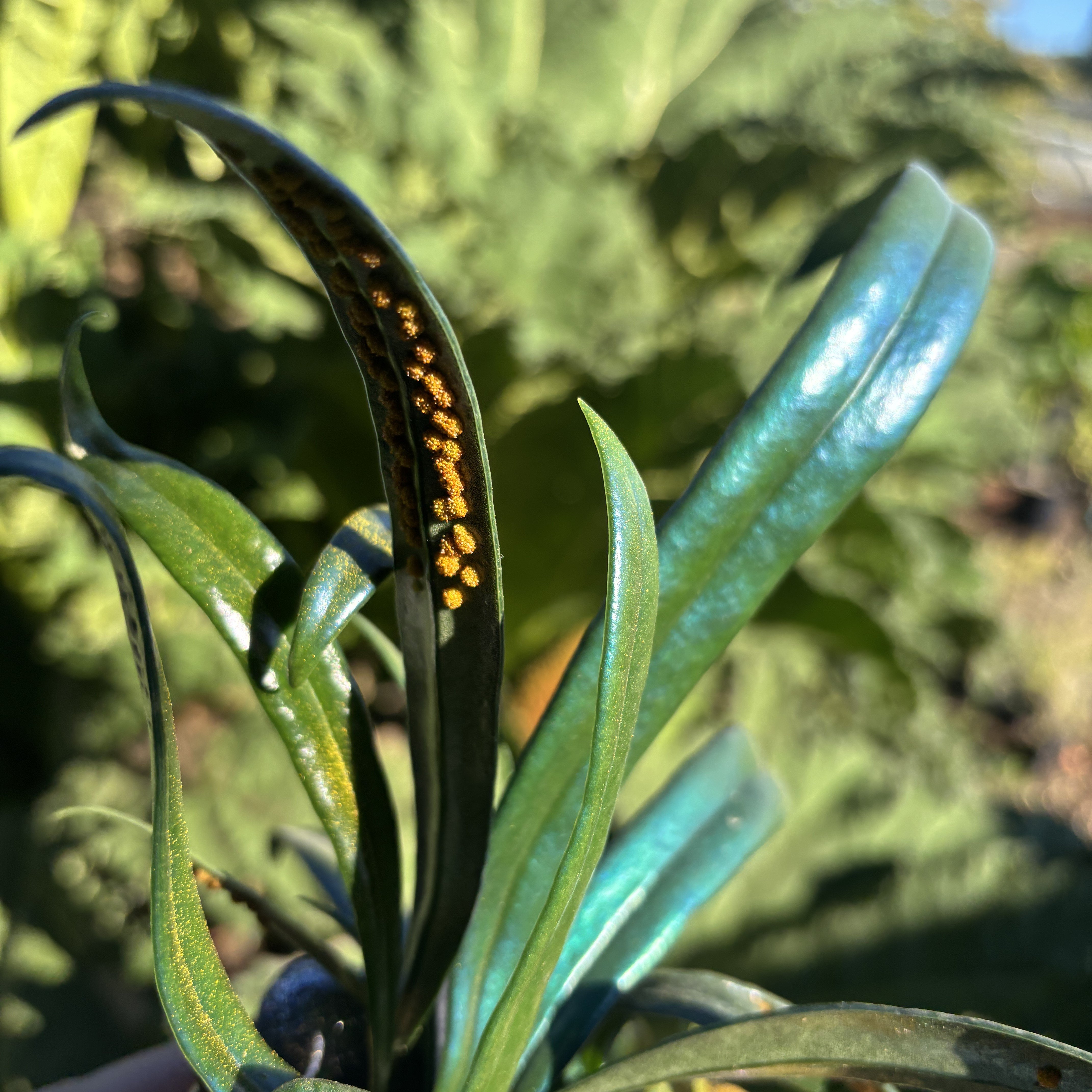 Microsorum thailandicum - Blue Oil Fern (4.5" Pot) | Little Prince of ...