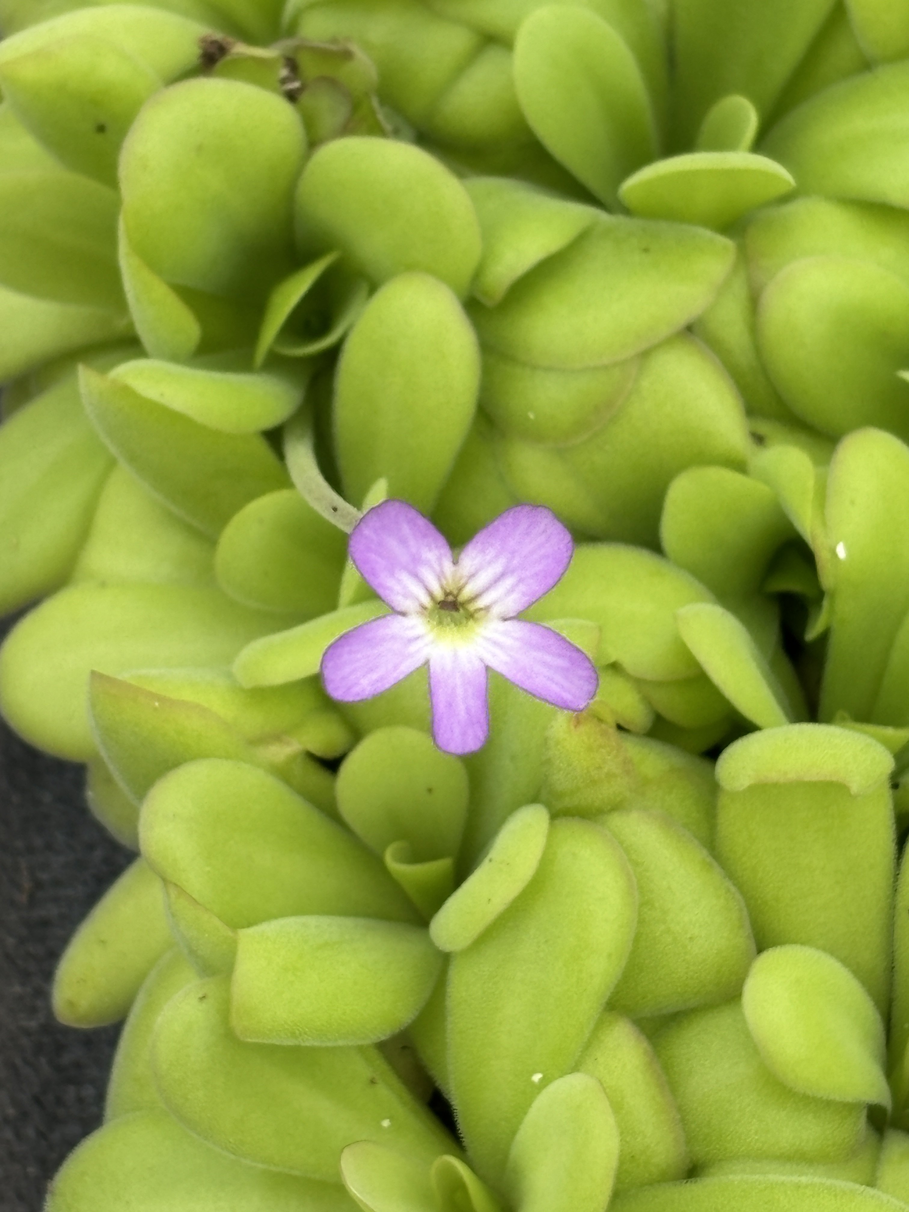 Pinguicula agnata x potosiensis - Butterwort Carnivorous Plant (2" Pot ...