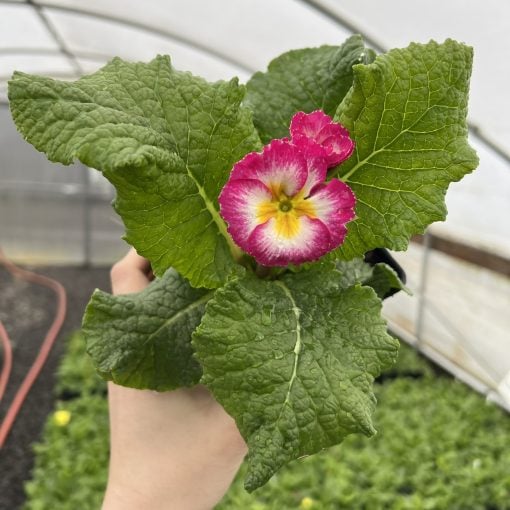 Primula polyantha 'SuperNova Mix' - Primrose (4" Pot) | Little Prince ...