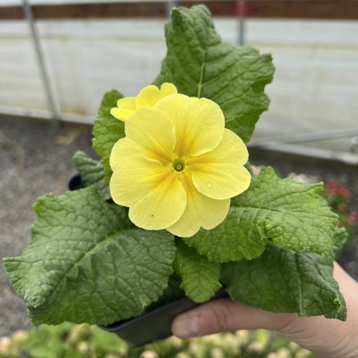 Primula polyantha 'SuperNova Mix' - Primrose (4" Pot) | Little Prince ...