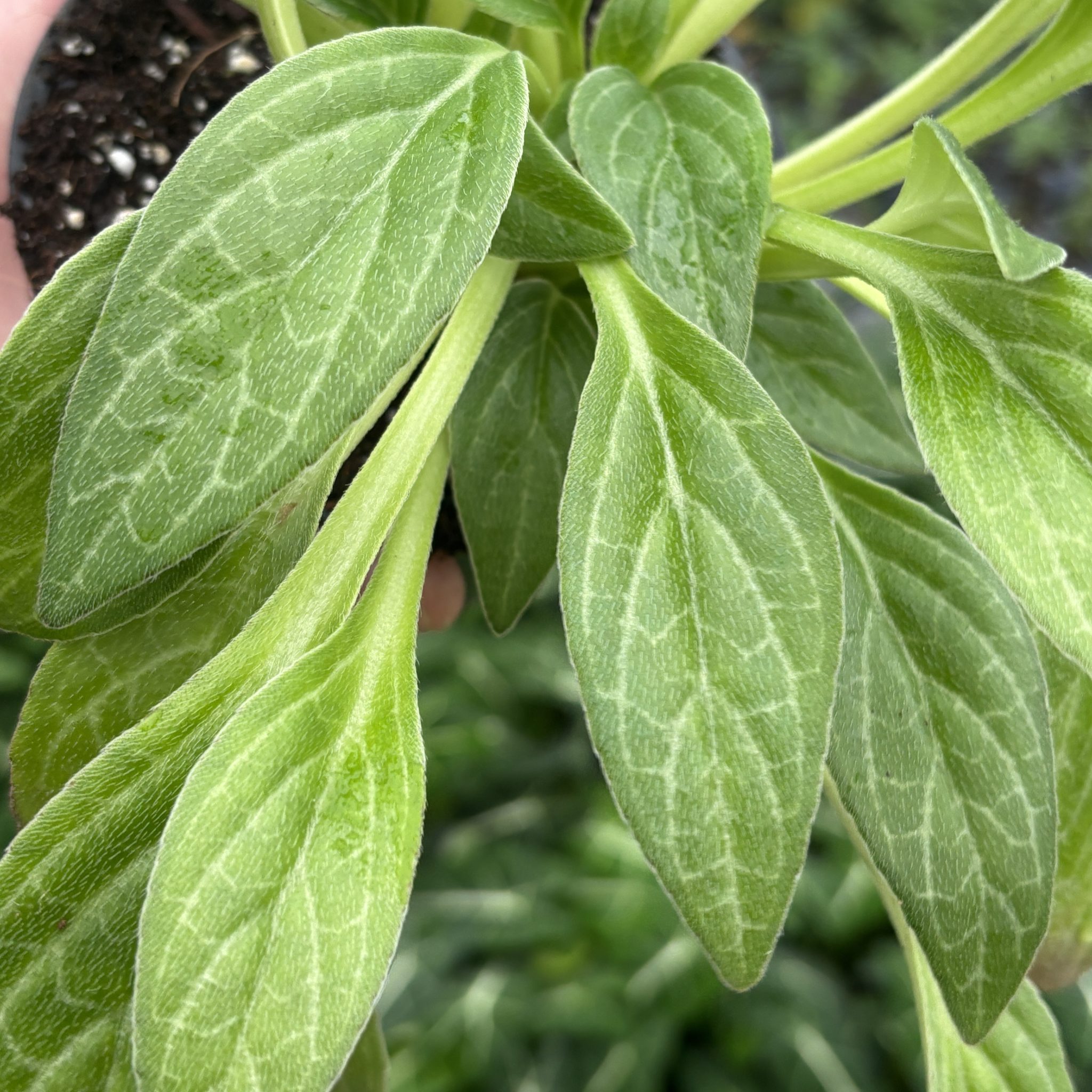 Primulina 'Chiaki' - Hybrid Gesneriad (4.5" Pot) | Little Prince of ...
