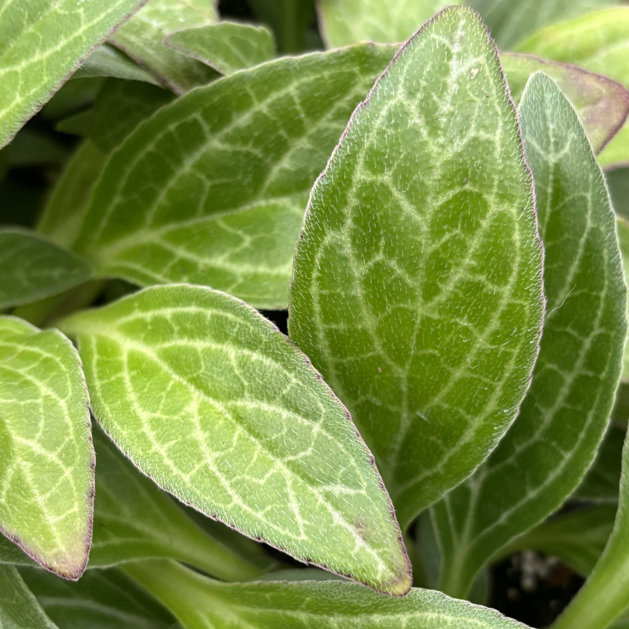Primulina 'Chiaki' - Hybrid Gesneriad (4.5" Pot) | Little Prince of ...
