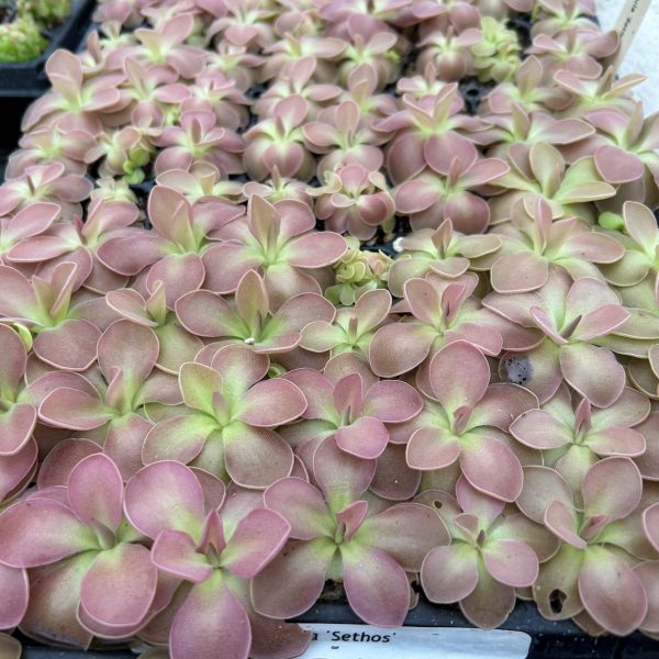 Pinguicula 'Sethos' - Butterwort Carnivorous Plant (2" Pot) | Little ...