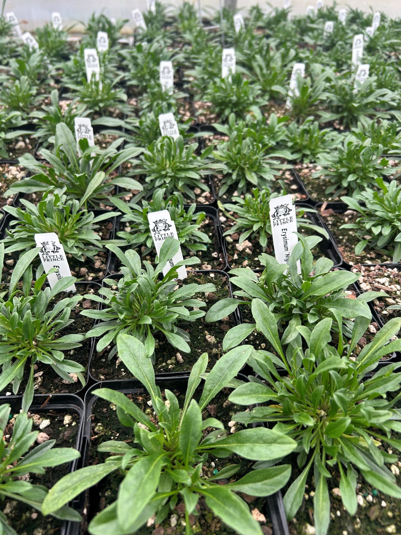 Erysimum 'Night Skies' (Sky Series) - Wallflower (4.5" Pot) | Little ...