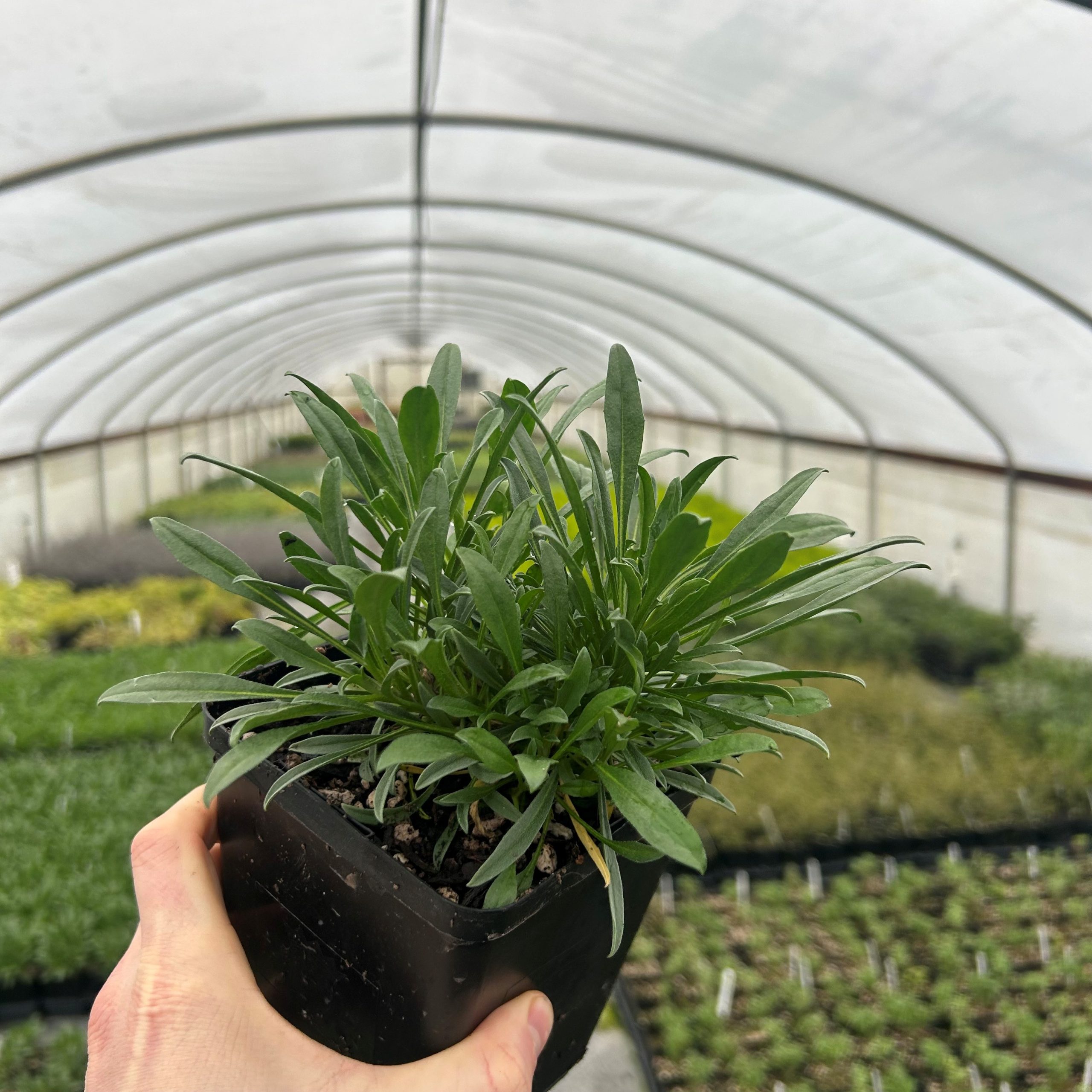 Erysimum 'Tropical Sunset' (Sky Series) - Wallflower (4.5" Pot ...