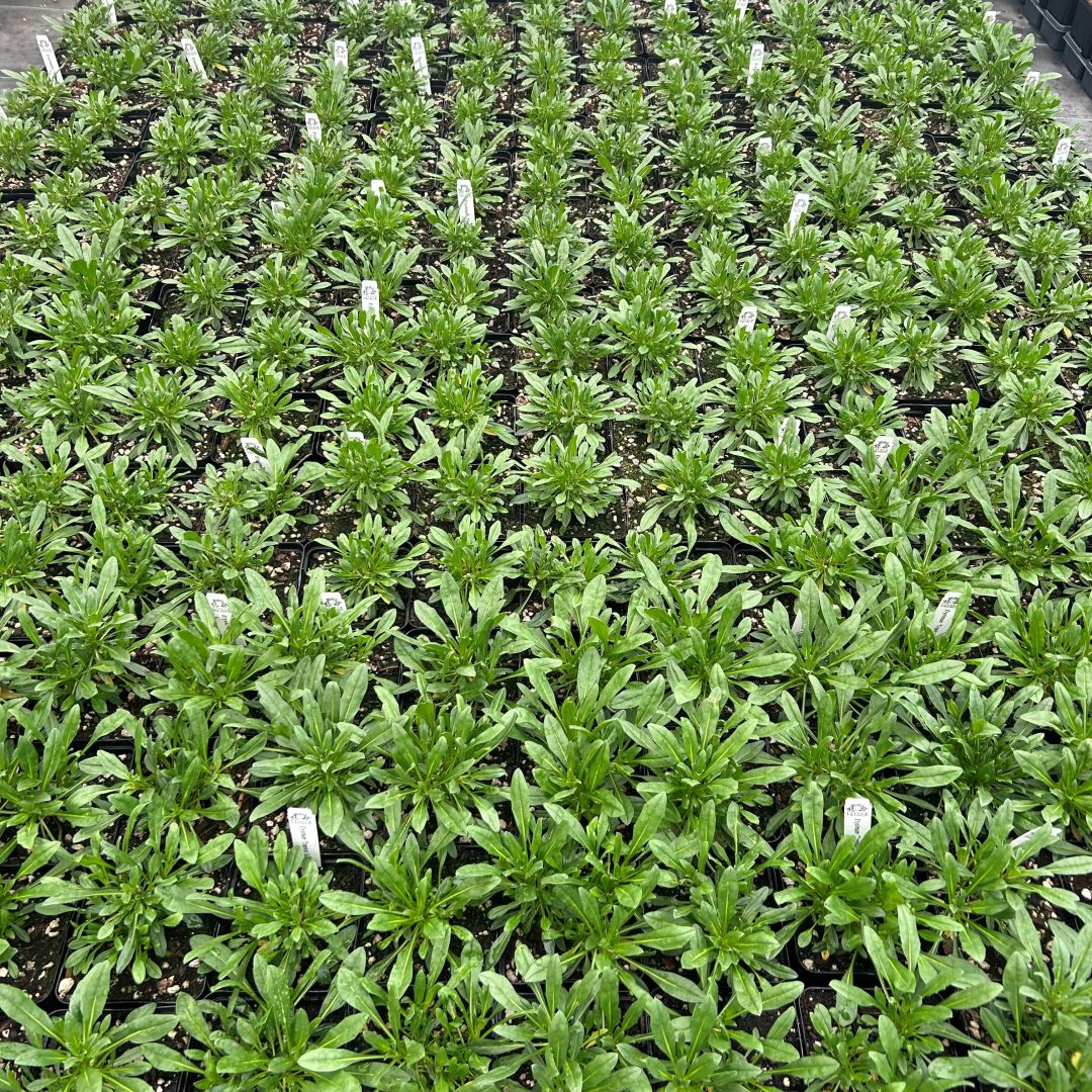 Erysimum 'Tropical Sunset' (Sky Series) - Wallflower (4.5" Pot ...