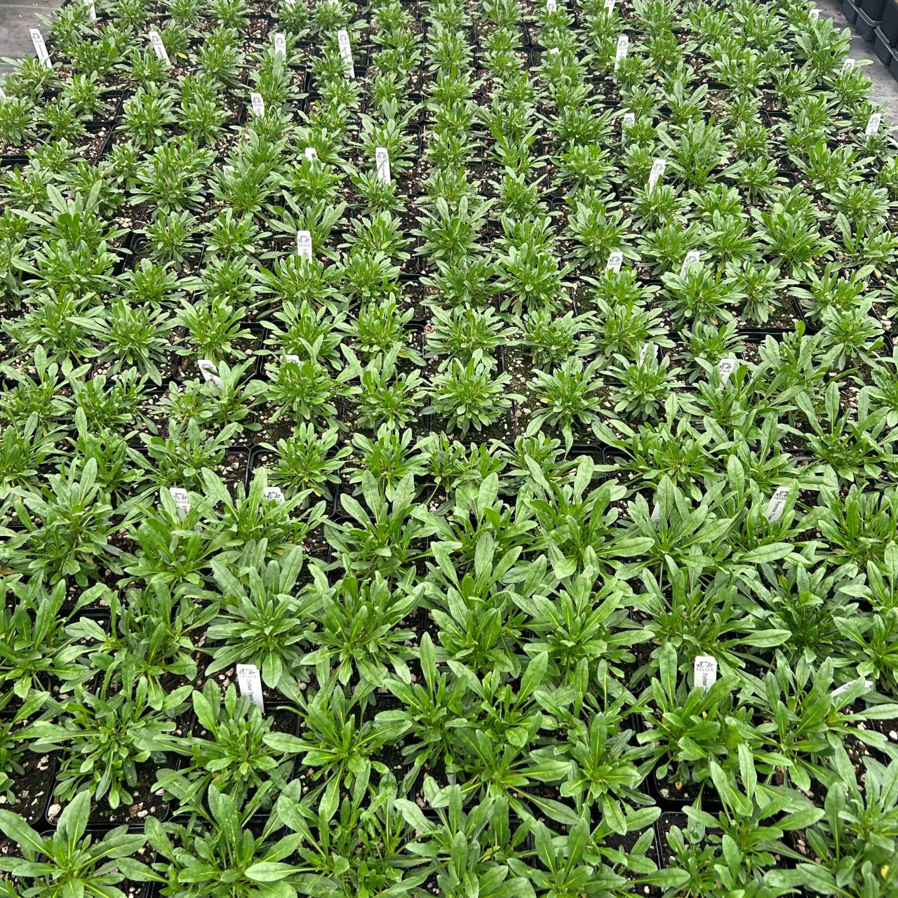 Erysimum 'Tropical Sunset' (Sky Series) - Wallflower (4.5" Pot ...