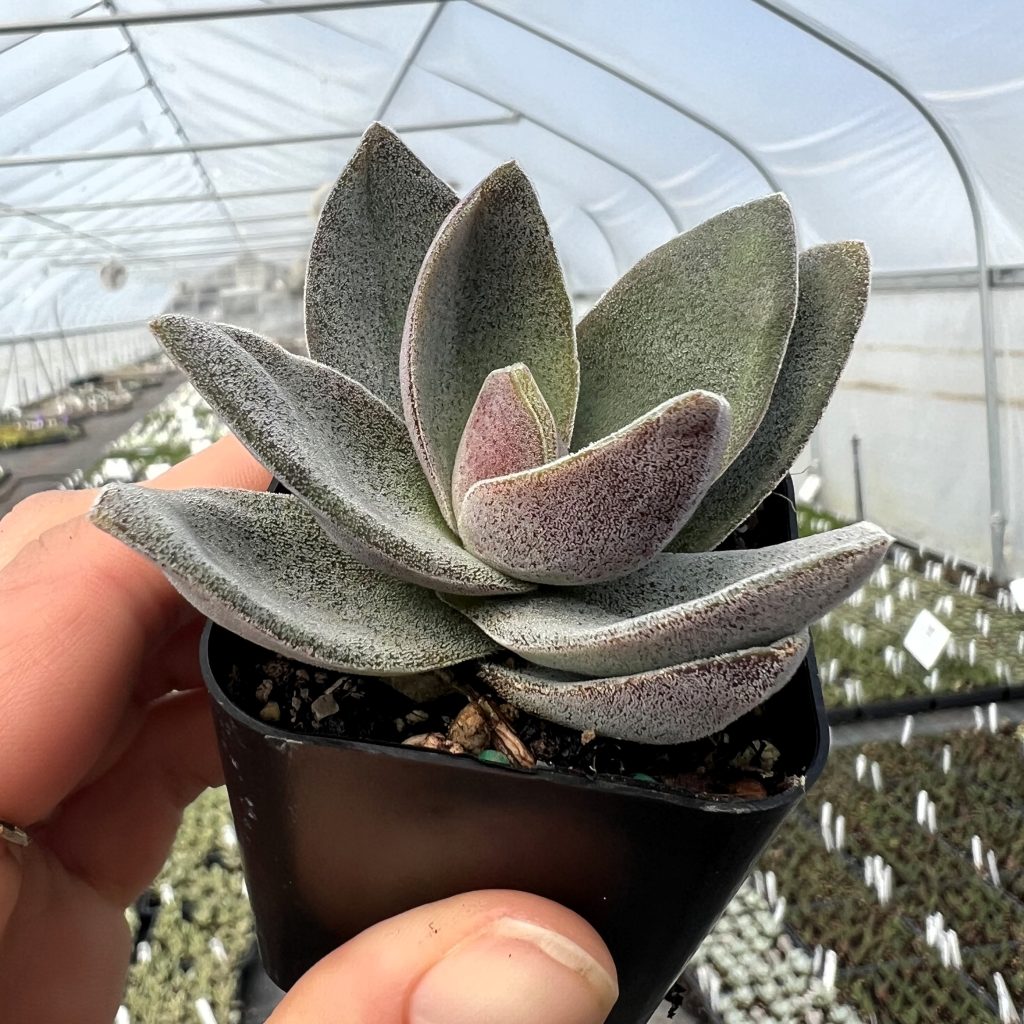 Crassula 'Garnet Lotus' - Succulent (2" Pot) | Little Prince of Oregon ...