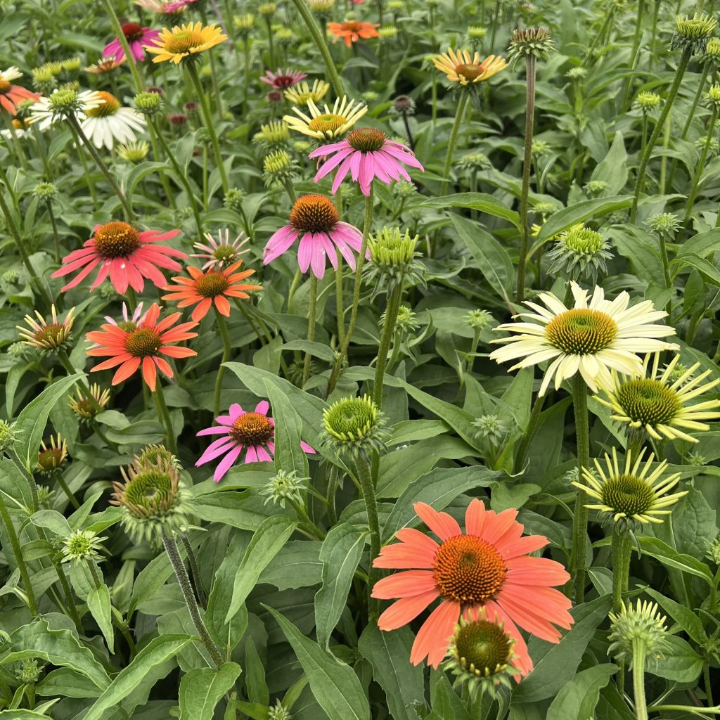 Echinacea hybrida Artisan™ Red Ombre – Coneflower US