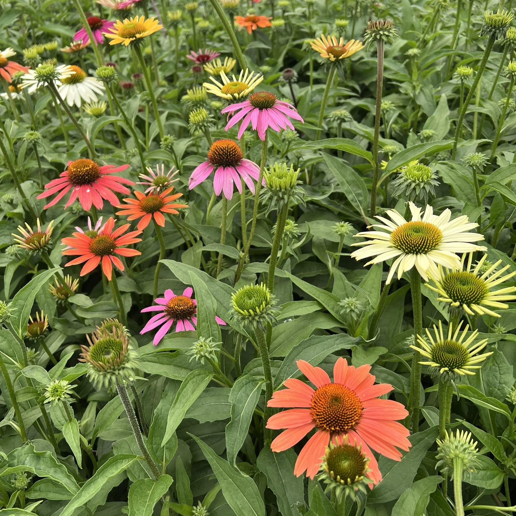 Echinacea hybrida Artisan™ Red Ombre – Coneflower US