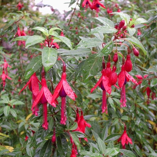 Fuchsia 'David' - Hardy Fuchsia (4.5" Pot) | Little Prince of Oregon ...