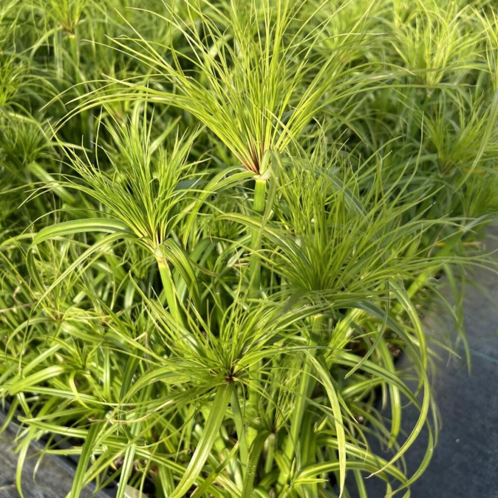 Cyperus papyrus - Paper Reed (4.5" Tall Pot) | Little Prince of Oregon ...