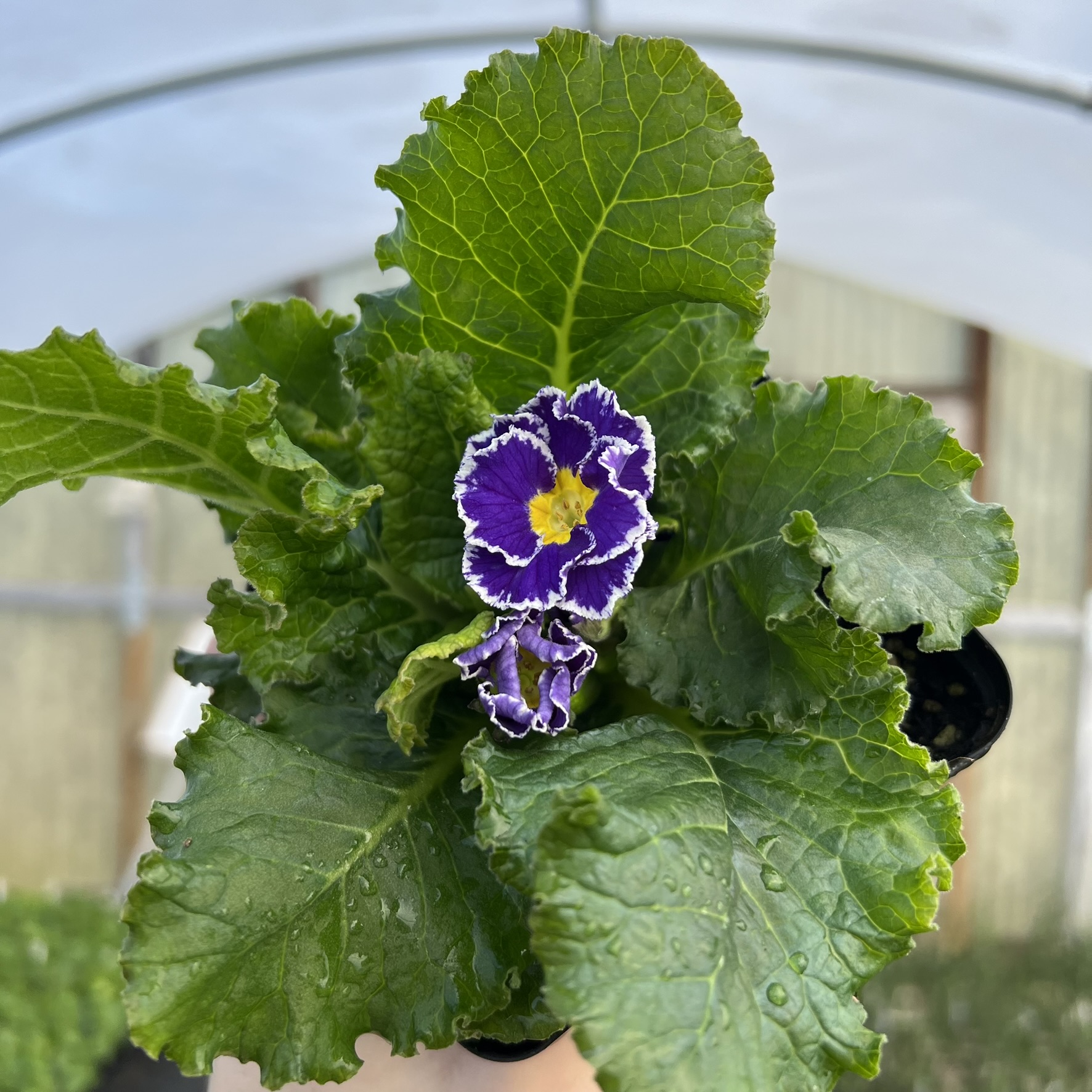 Primula acaulis 'Hethor Coco Blue' - Primrose (4.5" Tall Pot) | Little ...
