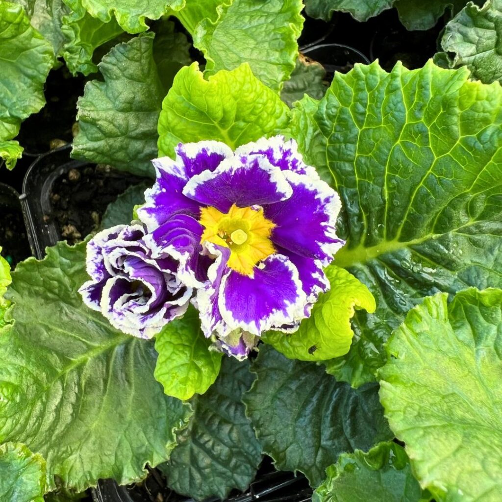 Primula acaulis 'Hethor Coco Blue' - Primrose (4.5" Tall Pot) | Little ...