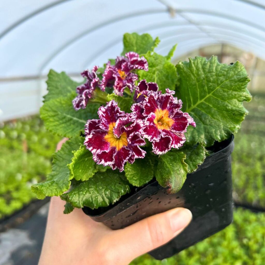 Primula acaulis 'Hethor Coco Purple' - Primrose (4.5" Tall Pot ...