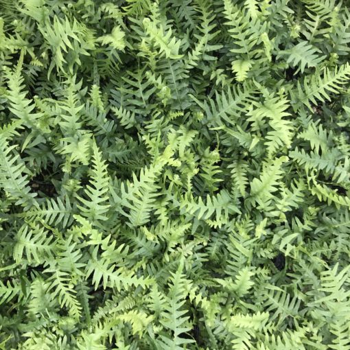 Asplenium ebenoides - Dragon's Tail Fern (3.5" Pot) | Little Prince of ...