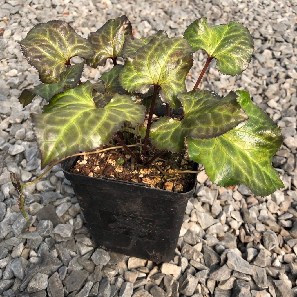 Beesia deltophylla - False Bugbane (4.5" Pot) | Little Prince of Oregon ...