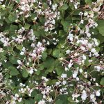 Begonia grandis 'Alba' - Hardy White Begonia (4.5" Pot) | Little Prince ...
