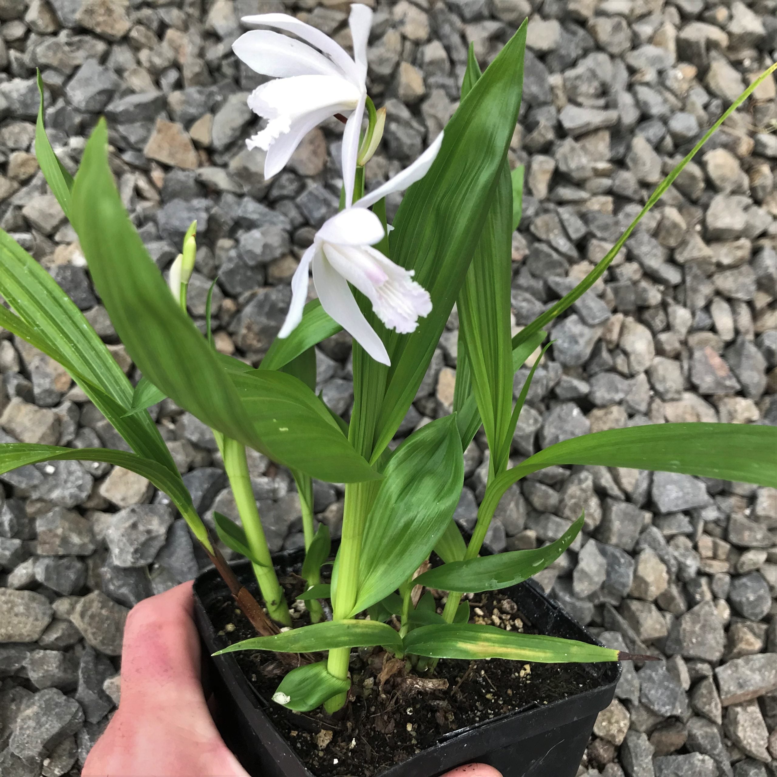 Bletilla striata 'Alba' - Hardy Orchid (4.5" Pot) | Little Prince of ...