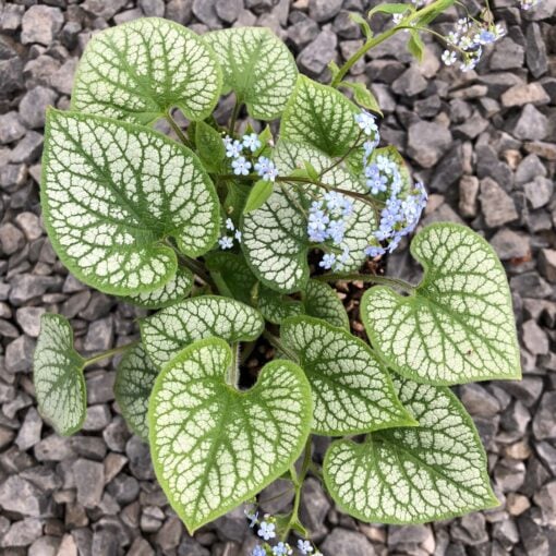 Brunnera macrophylla 'Jack Frost' - Heart Leaf Bugloss (4.5" Pot ...