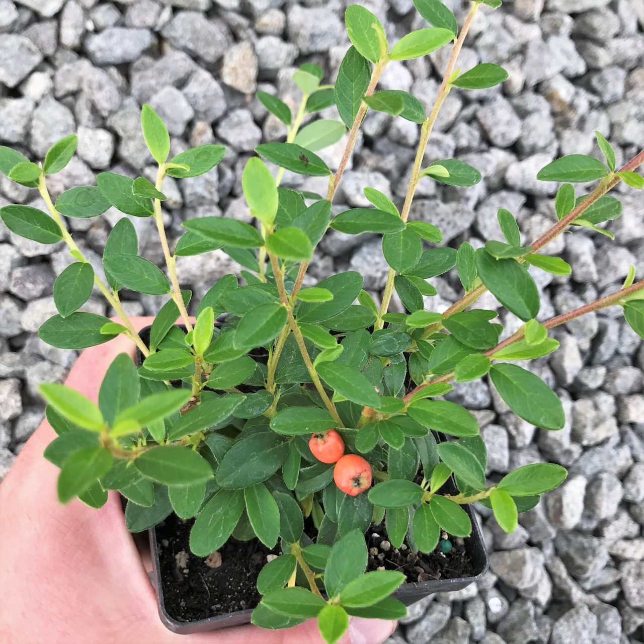 Cotoneaster dammeri 'Lowfast' (3.5" Pot) | Little Prince of Oregon Nursery