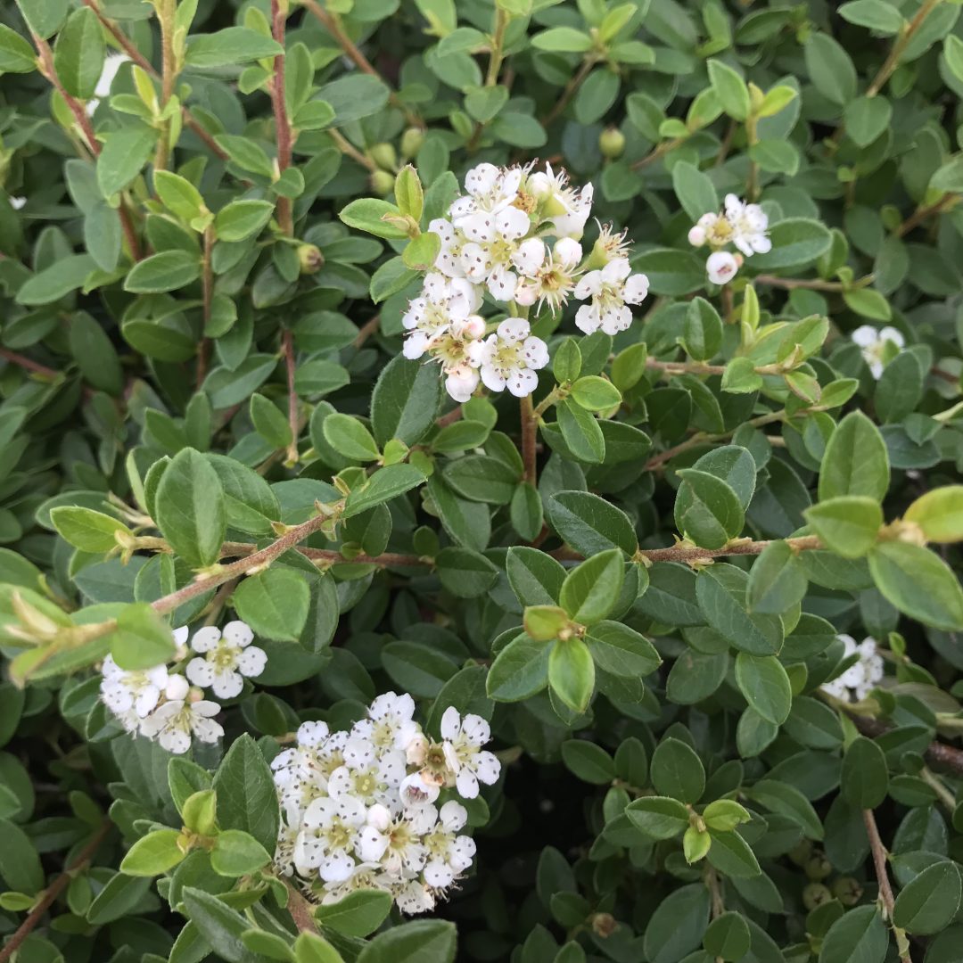 Cotoneaster dammeri 'Lowfast' (3.5" Pot) | Little Prince of Oregon Nursery