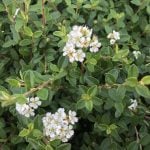 Cotoneaster dammeri 'Lowfast' (3.5" Pot) | Little Prince of Oregon Nursery
