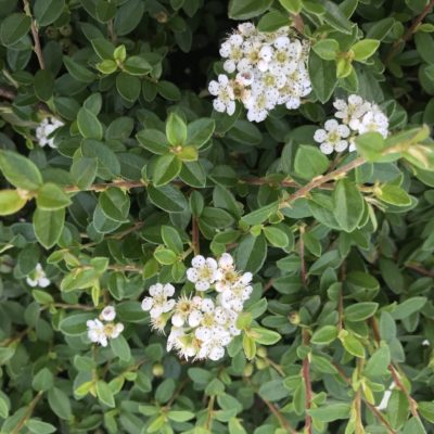 Cotoneaster dammeri 'Lowfast' (3.5" Pot) | Little Prince of Oregon Nursery
