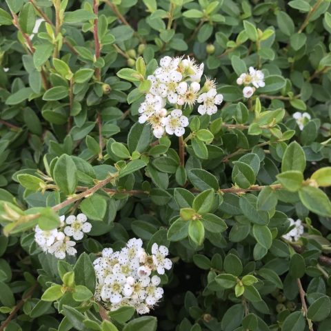 Cotoneaster dammeri 'Lowfast' (3.5" Pot) | Little Prince of Oregon Nursery