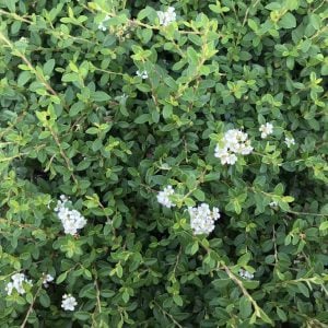 Cotoneaster dammeri 'Lowfast' (3.5" Pot) | Little Prince of Oregon Nursery