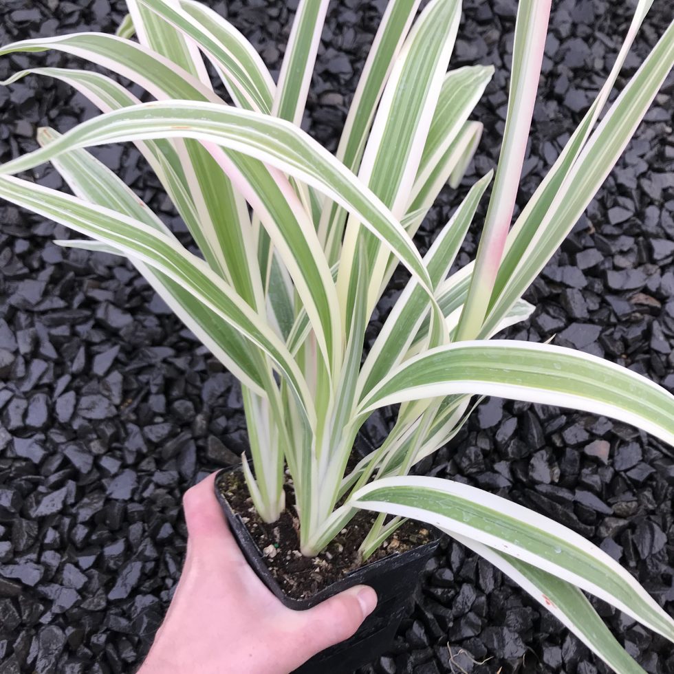 Dianella tasmanica 'Variegata' - Flax Lily (4.5" Pot) | Little Prince ...
