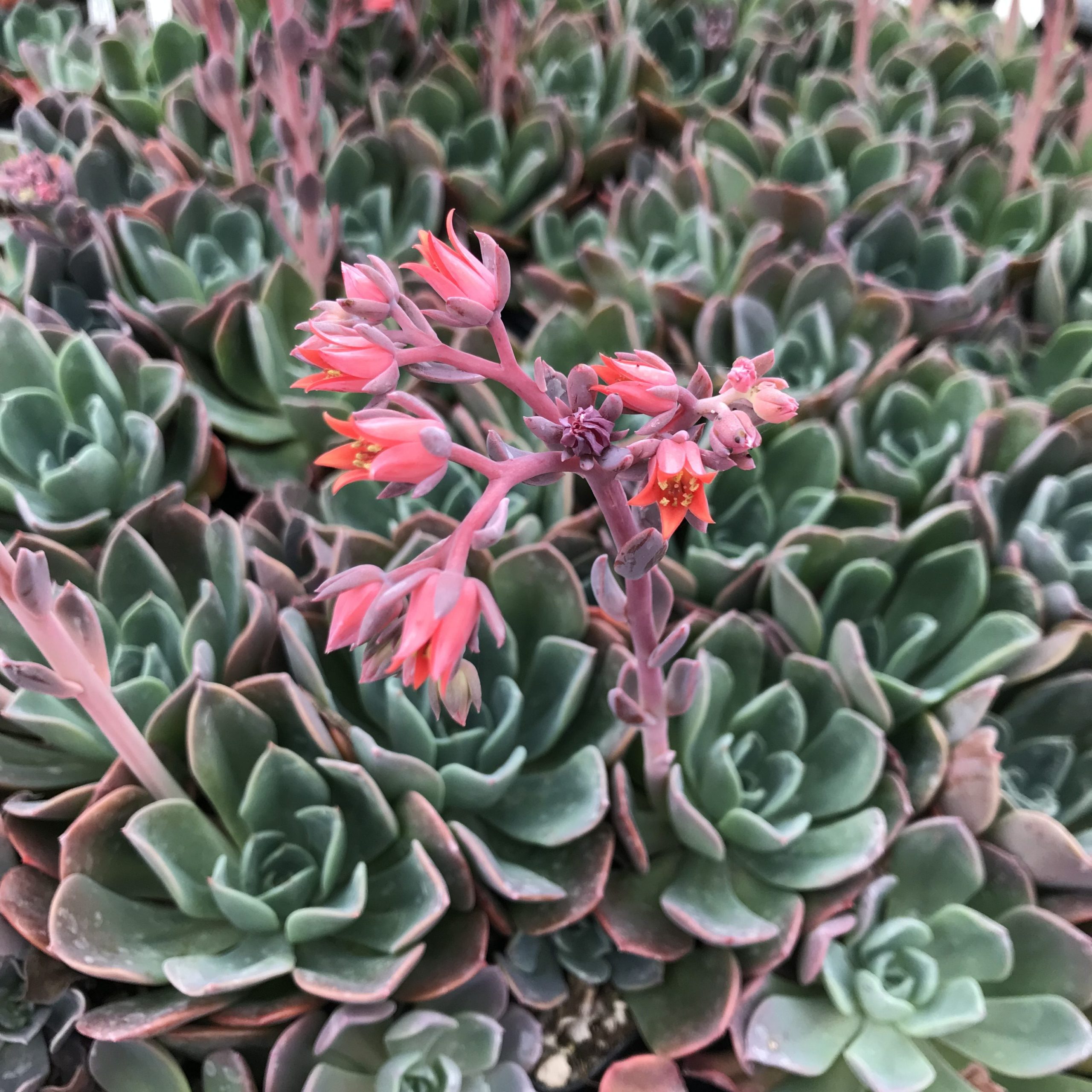 Echeveria 'Blue Prince' (2" Pot) | Little Prince of Oregon Nursery