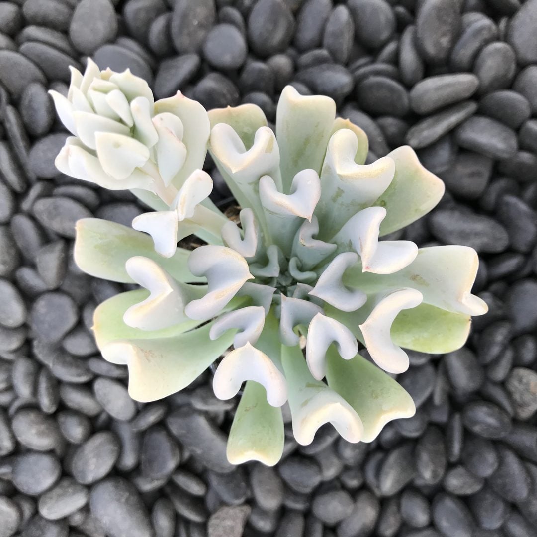 Echeveria 'Spark' - Succulents (2" Pot) | Little Prince of Oregon Nursery