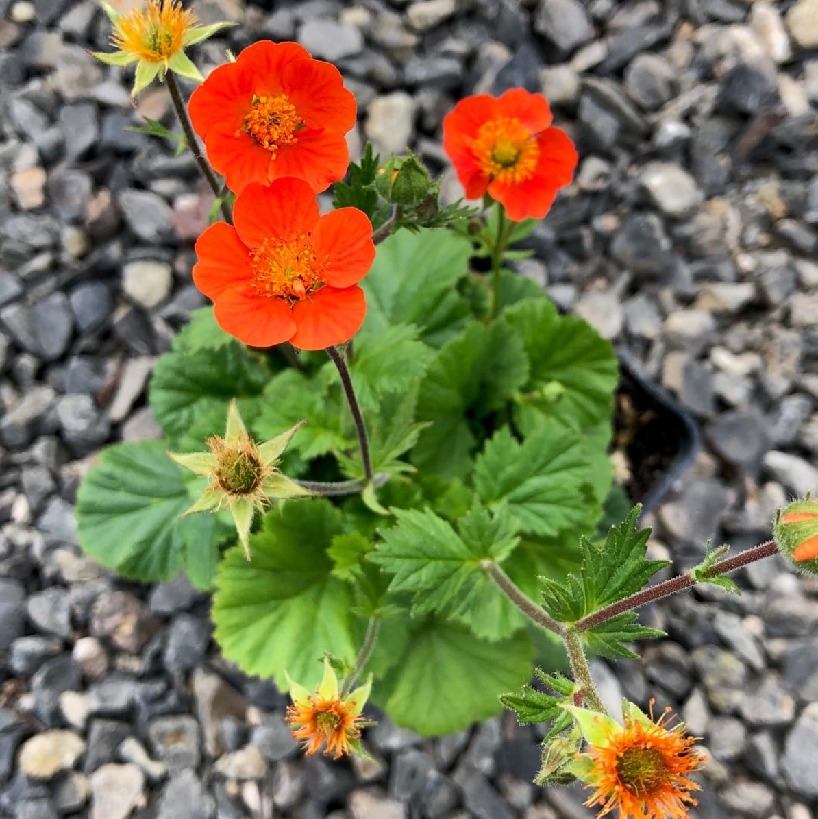 Geum coccineum 'Koi' - Avens (4" Pot) | Little Prince of Oregon Nursery