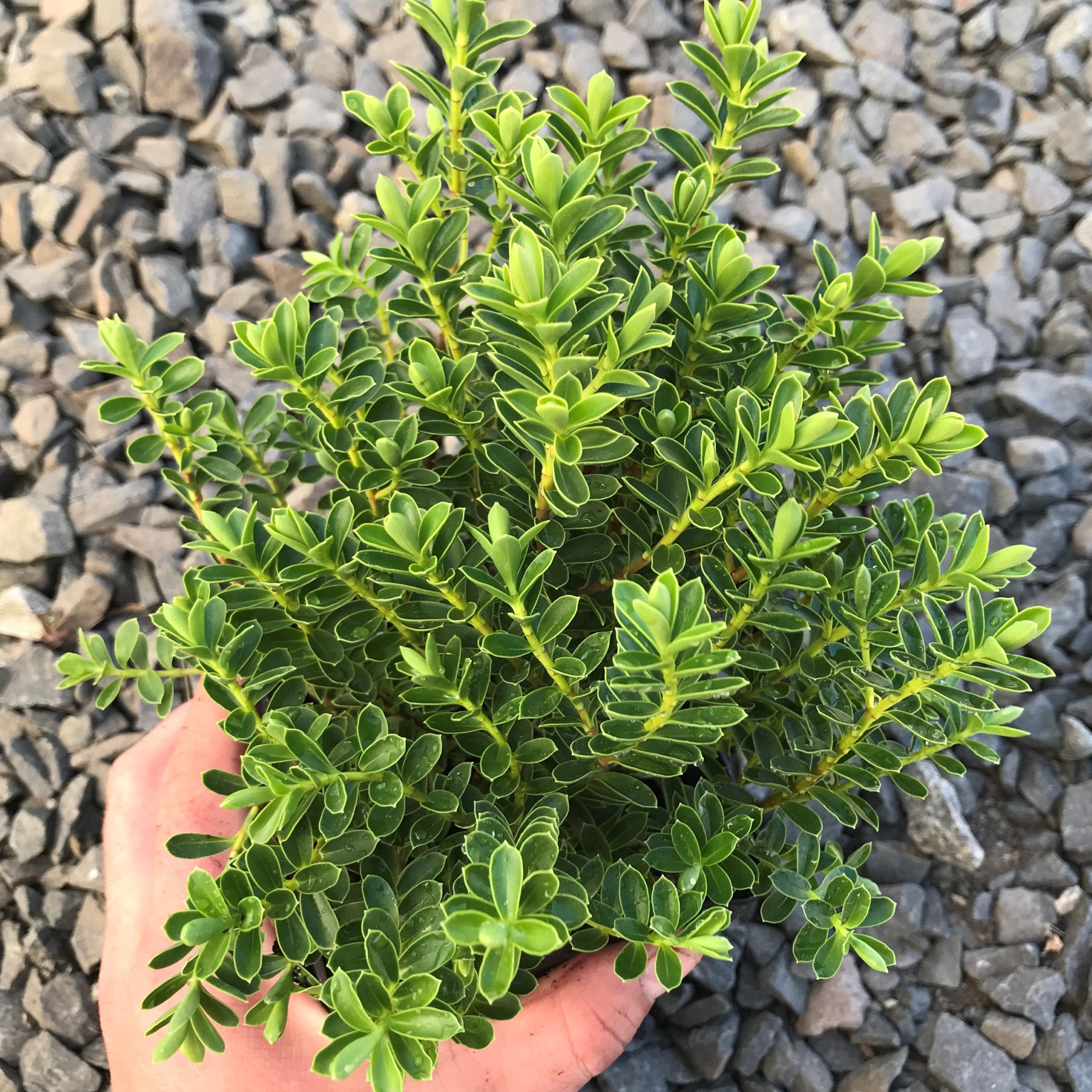 Hebe buxifolia - Boxwood Hebe (4.5" Pot) | Little Prince of Oregon Nursery