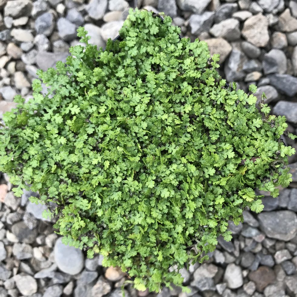 Leptinella gruveri - Miniature Brass Buttons (3.5" Pot) | Little Prince ...