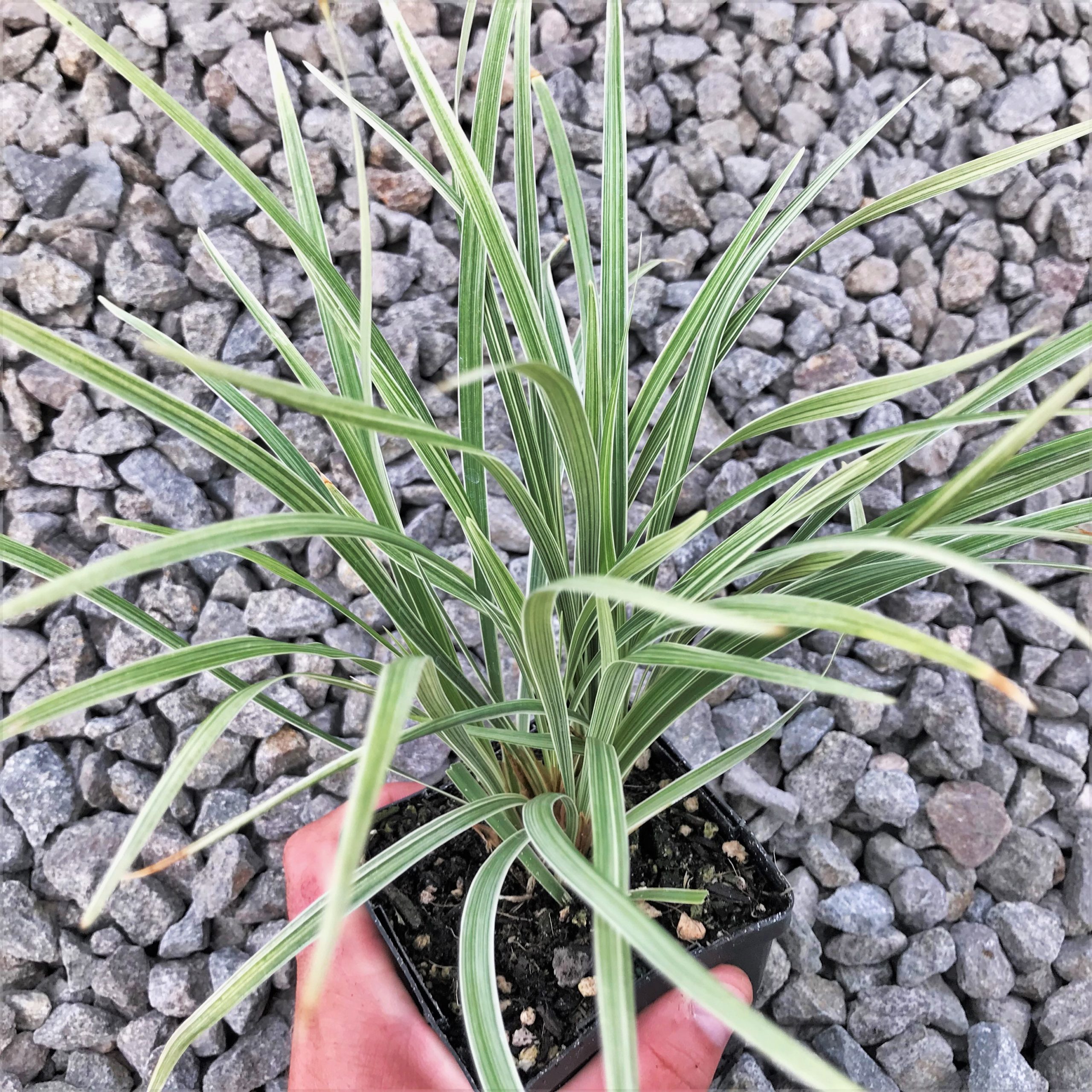 Liriope muscari 'Aztec' - Aztec Grass (3.5" Pot) | Little Prince of ...