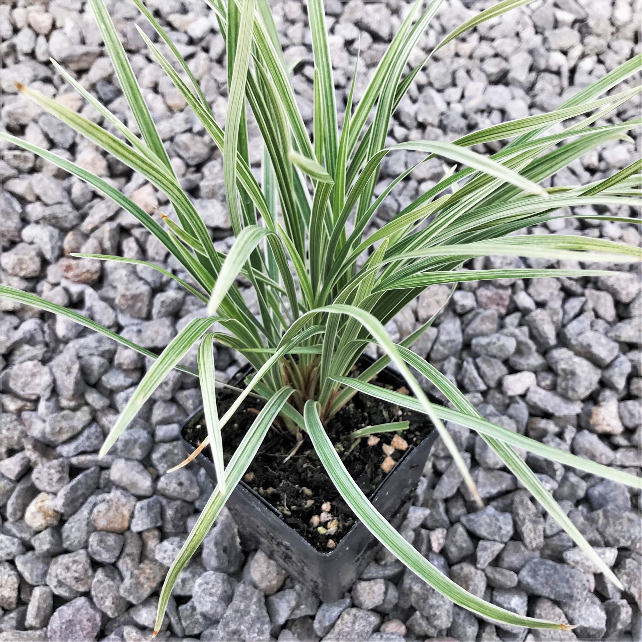Liriope muscari 'Aztec' - Aztec Grass (3.5" Pot) | Little Prince of ...