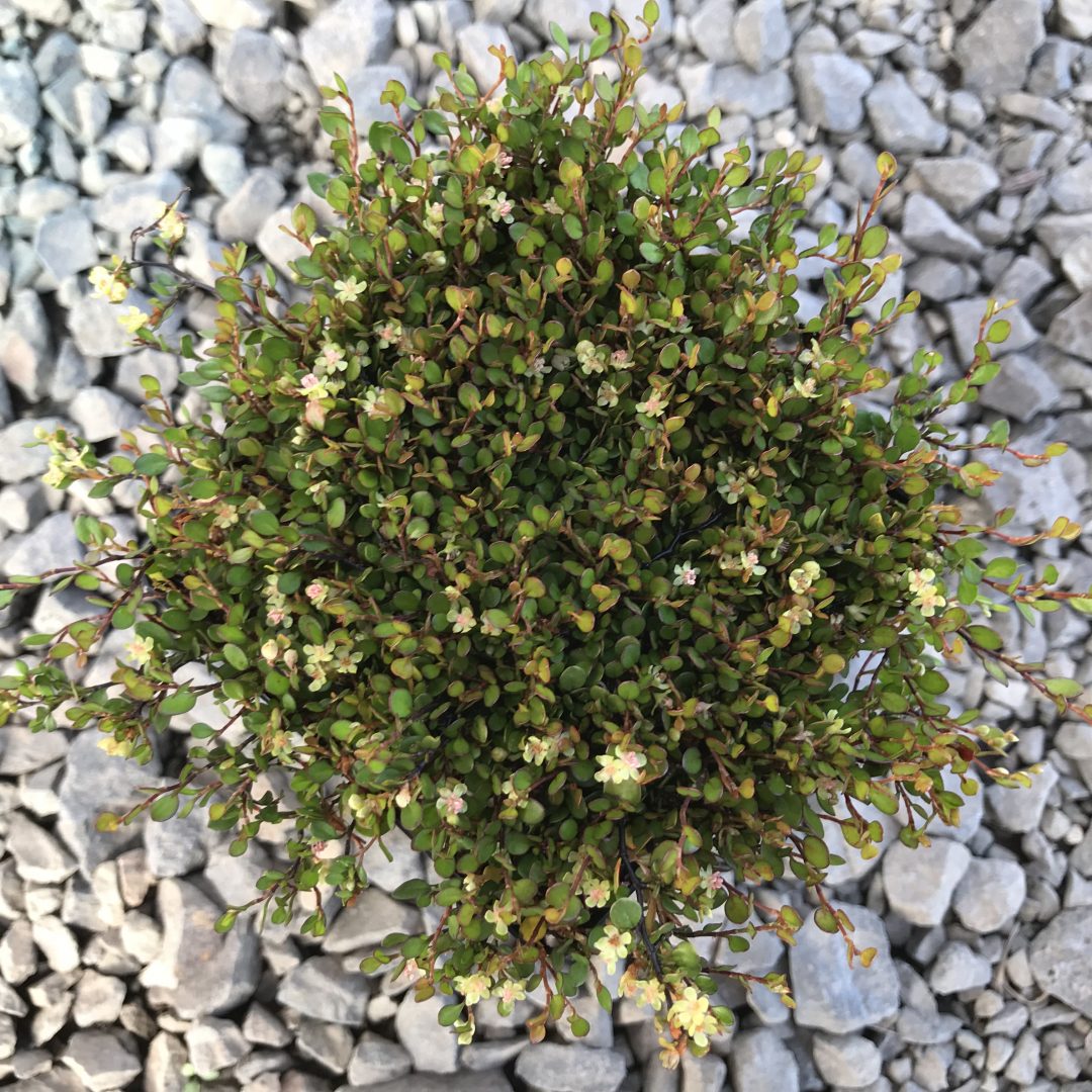 Muehlenbeckia axillaris 'Nana' - Creeping Wire Vine (3.5" Pot) | Little ...