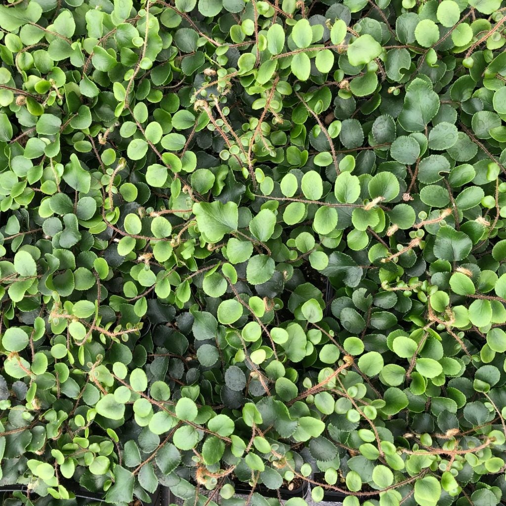 Pellaea rotundifolia - Button Fern (4.5" Pot) | Little Prince of Oregon ...