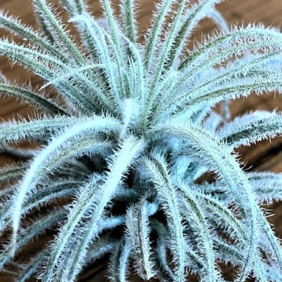 Plant Solutions | Little Prince of Oregon Nursery