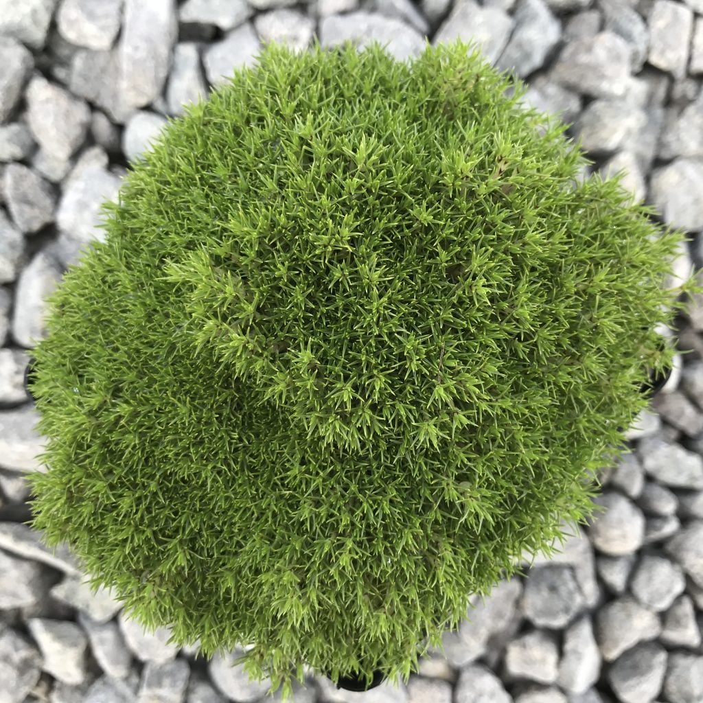 Scleranthus uniflorus - New Zealand Moss (3.5" Pot)3 | Little Prince of ...