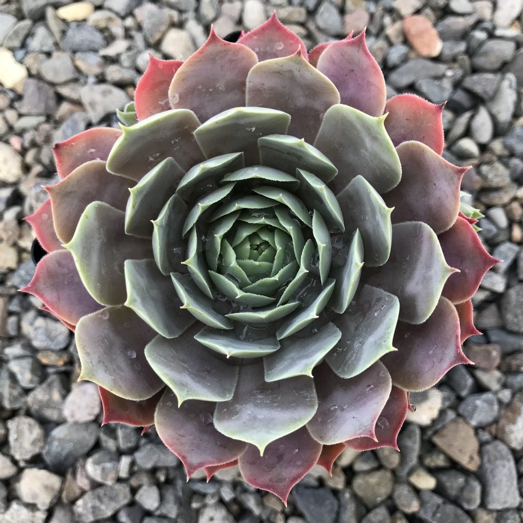 Sempervivum 'Lilac Time' - Hens & Chicks (3.5" Pot) | Little Prince of ...