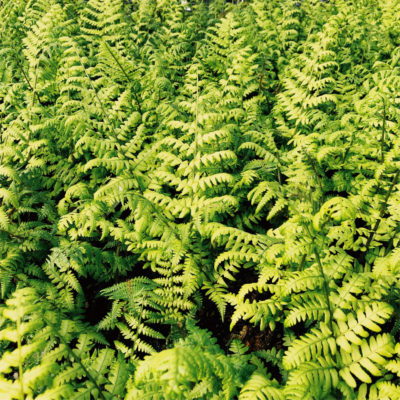 Little Prince of Oregon Nursery | Wholesale Plant Nursery