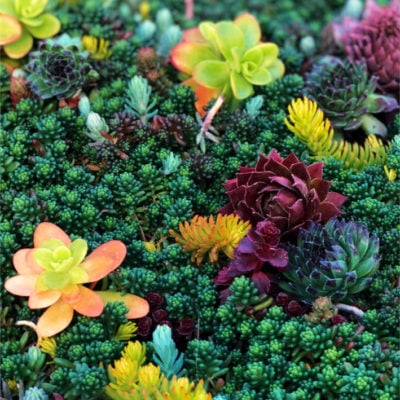 Little Prince of Oregon Nursery | Wholesale Plant Nursery