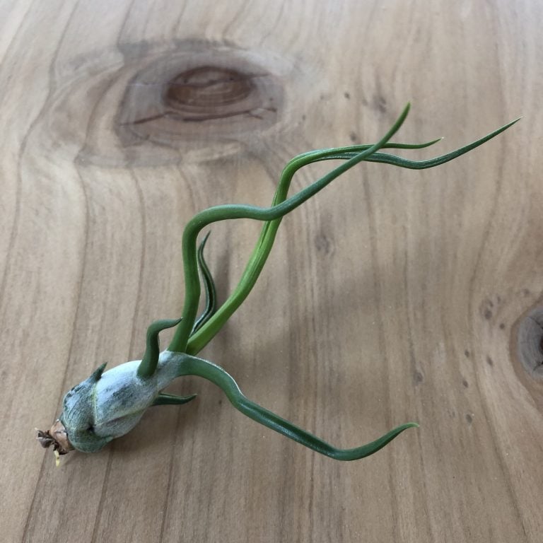 Air Plant - Tillandsia bulbosa (One Plant) | Little Prince of Oregon ...