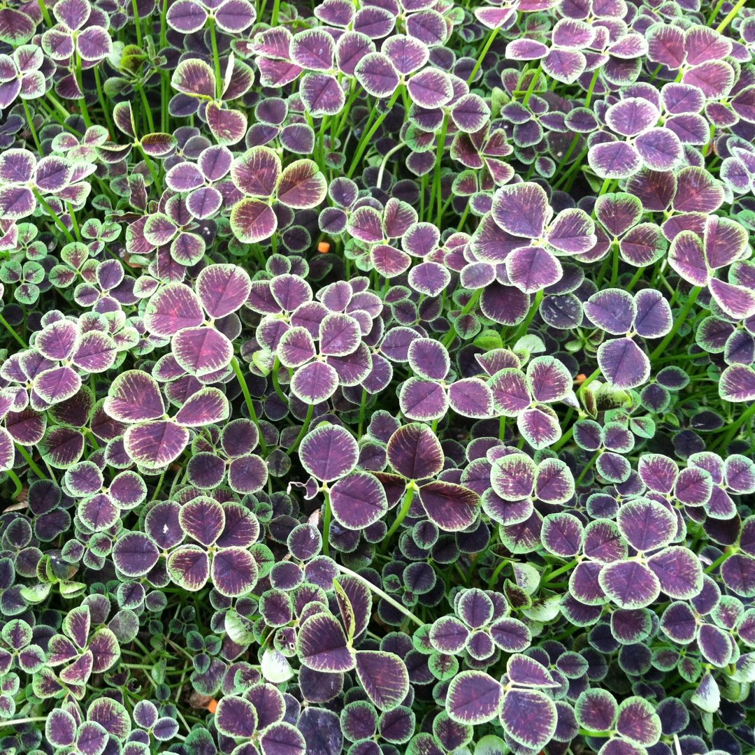 Trifolium repens 'Atropurpureum' - Dutch Clover (3.5" Pot) | Little ...