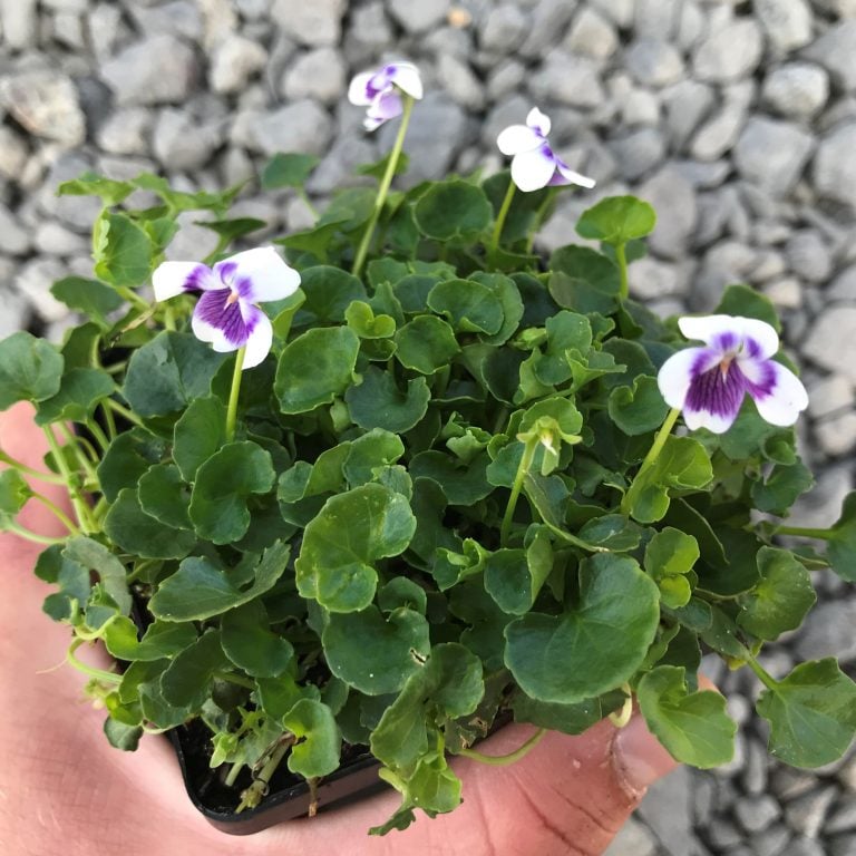 Viola hederacea - Australian Violet (3.5" Pot) | Little Prince of ...