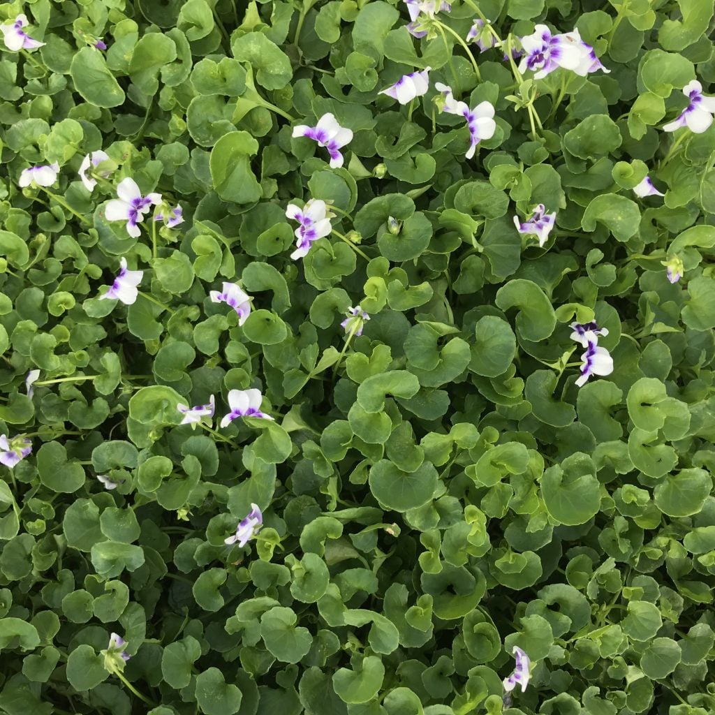 Viola hederacea - Australian Violet (3.5" Pot) | Little Prince of ...