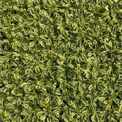 Perennial Plants | Little Prince of Oregon Nursery | Order Online